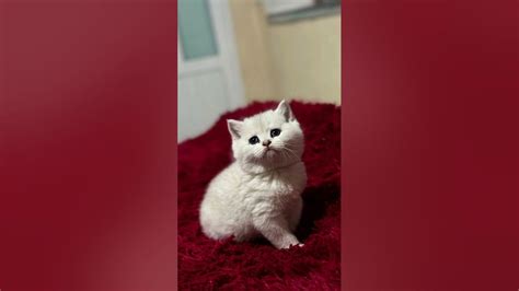 Mushukchalar 😺 Youtube