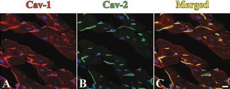 Mouse Ventricular Myocytes Cut In Cross Section The Cardiac Myocytes