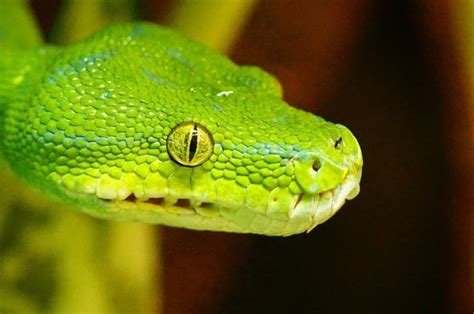 Difference Between Green Tree Python And Emerald Tree Boa Regarding