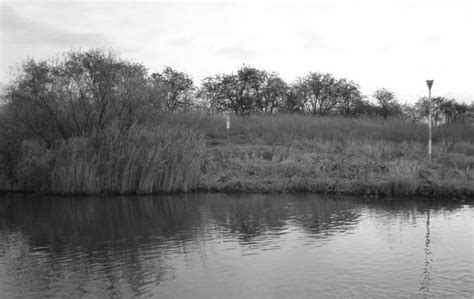 Soil Bioengineering At Banks Of River Weser Download Scientific Diagram