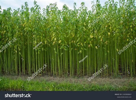 Jute Plant Photos And Images