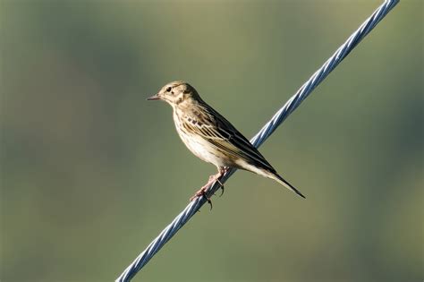 Tree Pipit Birdforum