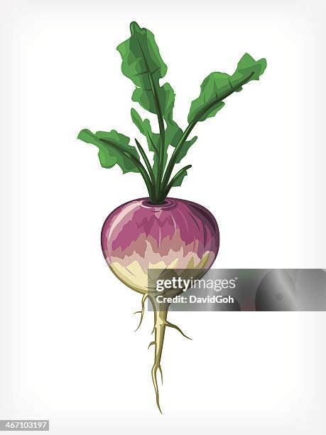 Swedish Turnip Photos And Premium High Res Pictures Getty Images