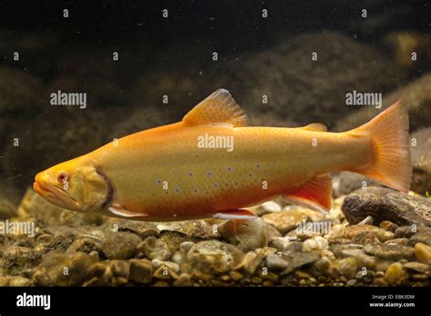 Brook Trout Brook Char Brook Charr Salvelinus Fontinalis Male