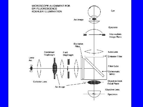 Fundamentals Of Fluorescence Microscopy E D Salmon University