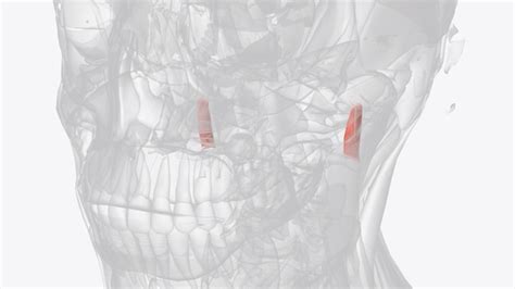 Premium Photo The Rectus Capitis Lateralis Is A Paired Muscle Located In The Neck