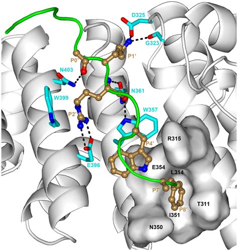 Interactions Of Nls1 With The Minor Site Of Importin α The Backbones Download Scientific