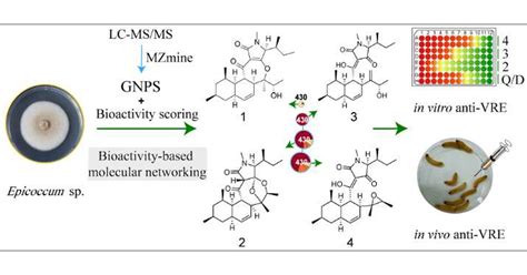 Bioactivity Based Molecular Networking Guided Isolation Of Epicolidines A C From The Endophytic