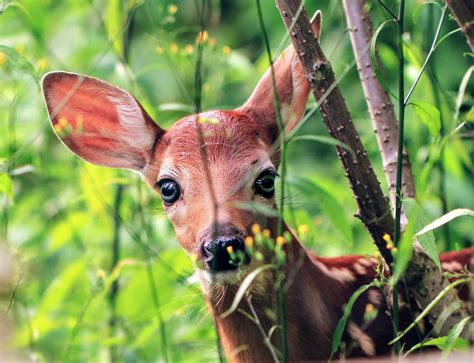 Newborn Deer