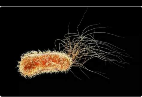 Indias First Methane Eating Bacteria Discovered Scientists Have