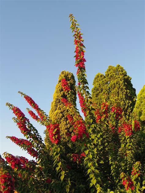 Cedrella Crescent Reserve 11 Cedrella Cres Warabrook Nsw 2304 Australia