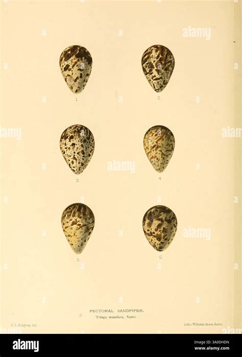 Eggs Of British Birds London Rh Porter 1895 96 Great Britain Birds