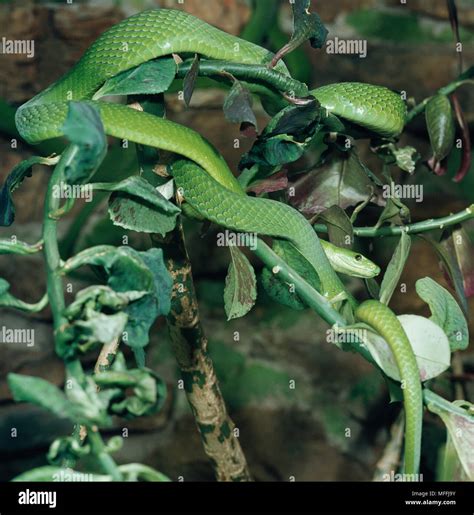 Common Mamba Twined Round Branch Dendroaspis Angusticeps Eastern Africa
