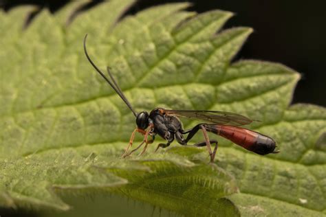 Wasp Found In Norfolk Uk Im Thinking Alomya Debellator But Unsure