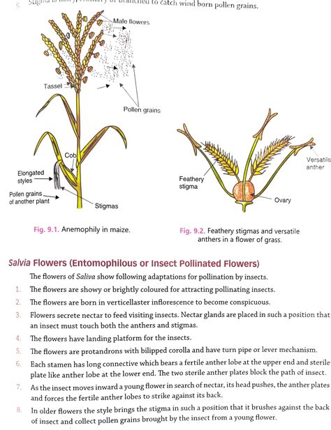 Pollination Experimentpdf Class 12 Biology Pdf