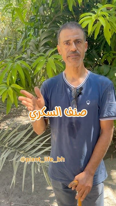 زراعة نخيل 🌴 صنف السكري في البحرين البحرين Bahrain Agriculture نخيل Farming رطب زراعة