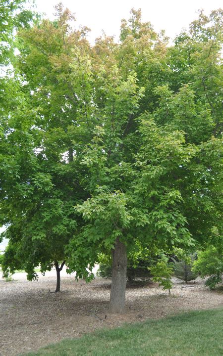 Box Elder Tree Box Elder Tree Acer Negundo Najjie Flickr