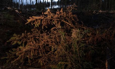 Tree Mortality In Forests Has Increased By 54 In Ten Years Green Tree Resources