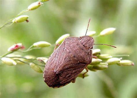 Small Brown Stink Bug Caystrus Pallidolimbatus