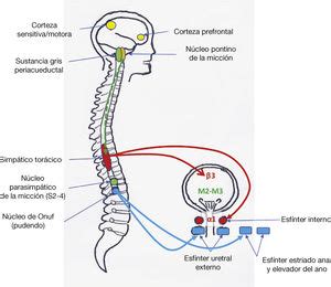 Neurofisiología De La Micción Fmc Formación Médica Continuada En