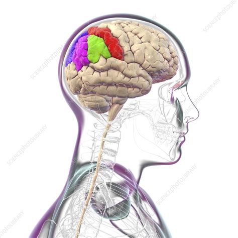 Brain Parietal Gyri Illustration Stock Image F0459191 Science