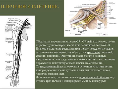 Нервная система - online presentation