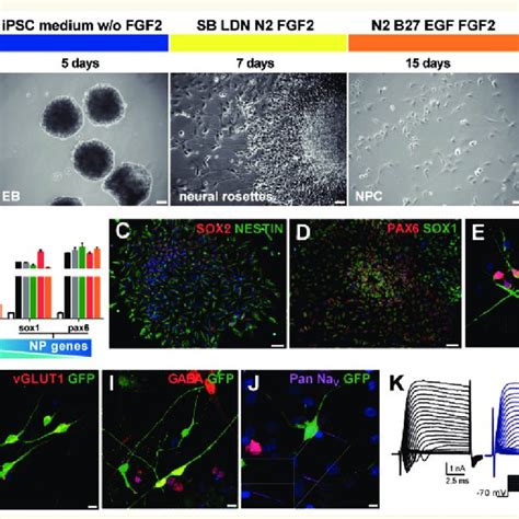Neuronal Differentiation And Characterization Of Ipsc Derived Neurons