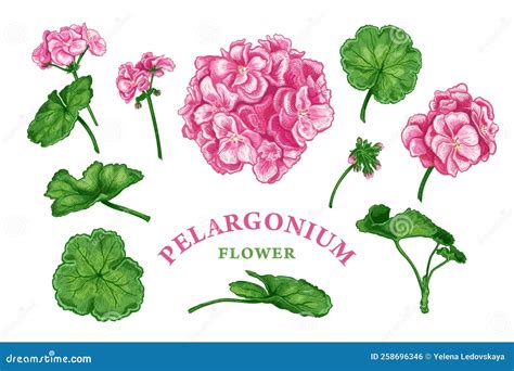 Pelargonium Flower Set Sketch Color Vector Illustration Cartoondealer