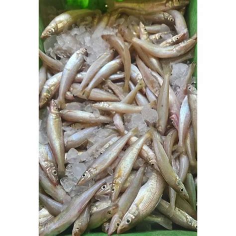 Light Pink Frozen Fresh Vellai Kelanga Fish For Restaurant Packaging