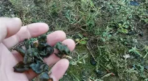 在宜春有一種菜叫「雷公屎」，下雨去撿嘍！ 每日頭條