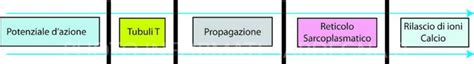 Contrazione Muscolare Informati Sardegna
