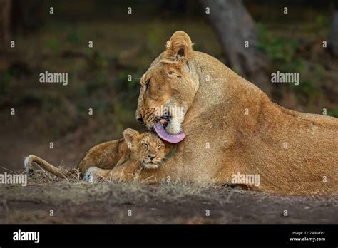 The Mother Lioness Licks A Lion Cub Gir National Park India Rare And