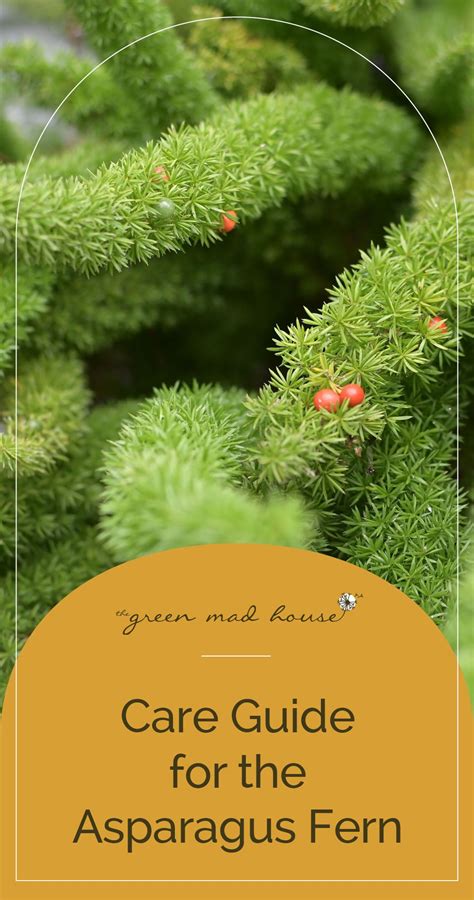 Care Guide For The Asparagus Fern — The Green Mad House