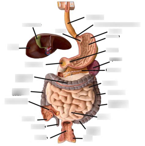 Whole Digestive Diagram Quizlet