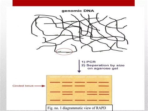 Random Amplified Polymorphic Dna Rapd Pptx