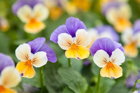 Pansies How To Grow And Care With Success