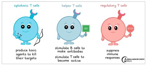Immune System Innate Vs Adaptive Immunity Medical Laboratory