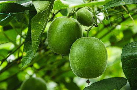 Food Navigator: Monk fruit finds premium, blend-friendly sweet spot in ...