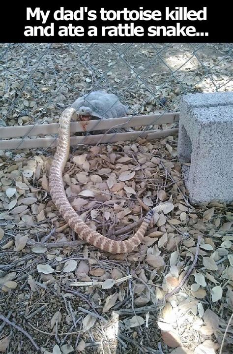 The Best Tortoise Memes Memedroid