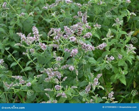 Mint Long Leaved Mentha Lonolia Grows In Nature Stock Image Image Of Closeup Natural