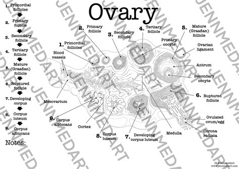 Ovary Anatomy Coloring Page Labeled Digital Download Female