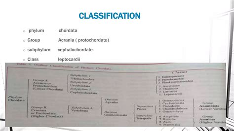 Cephalochordata Pptx