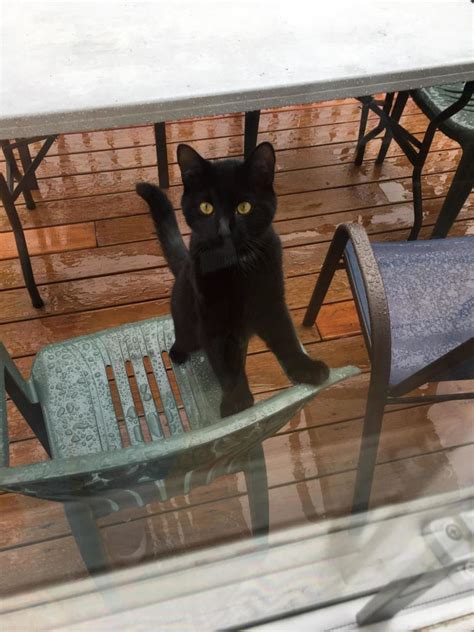 My Chunky Model Cute Cats Hq Pictures Of Cute Cats And Kittens