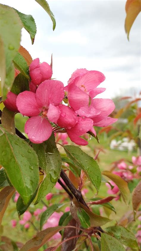 Яблоня Роялти | Flowers, Plants, Garden