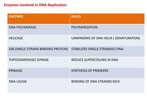 Dna Replication Class Xii Biology Based Ncert Text Book Pptx