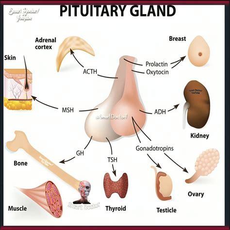 😍 The Pituitary Gland Is A Small Smart Doctor Alt Facebook