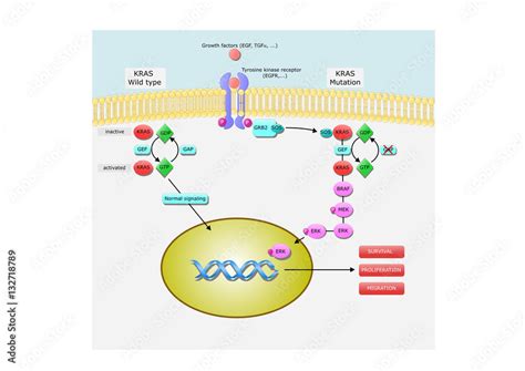 Kras Kirsten Rat Sarcoma Viral Oncogene Homolog Its Pathway And