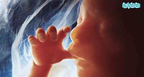 اندازه جنین در هفته های مختلف