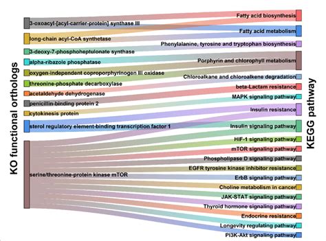 Functional Module Network Of The Differential Microbiota In Pcos Download Scientific Diagram