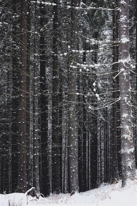 Winter Forest Black And White
